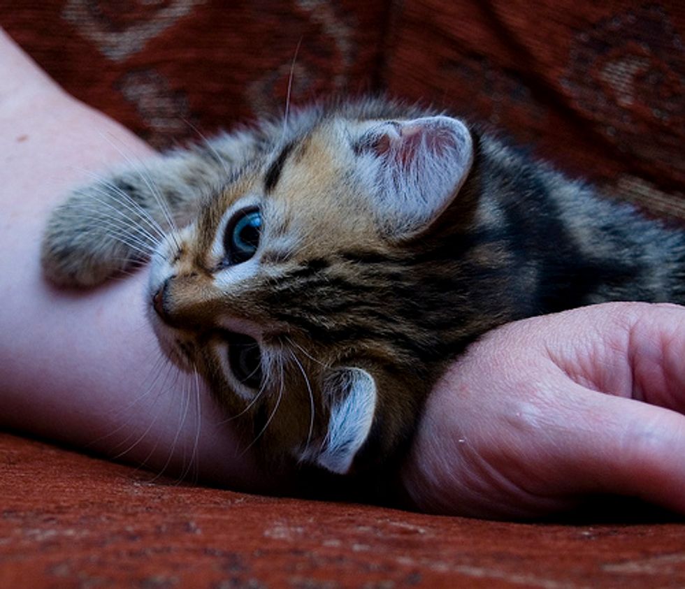 Top 15 Cat Qualities - Love Meow