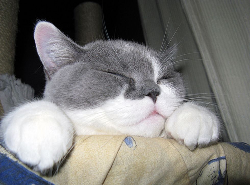 Top 15 Cat Qualities - Love Meow