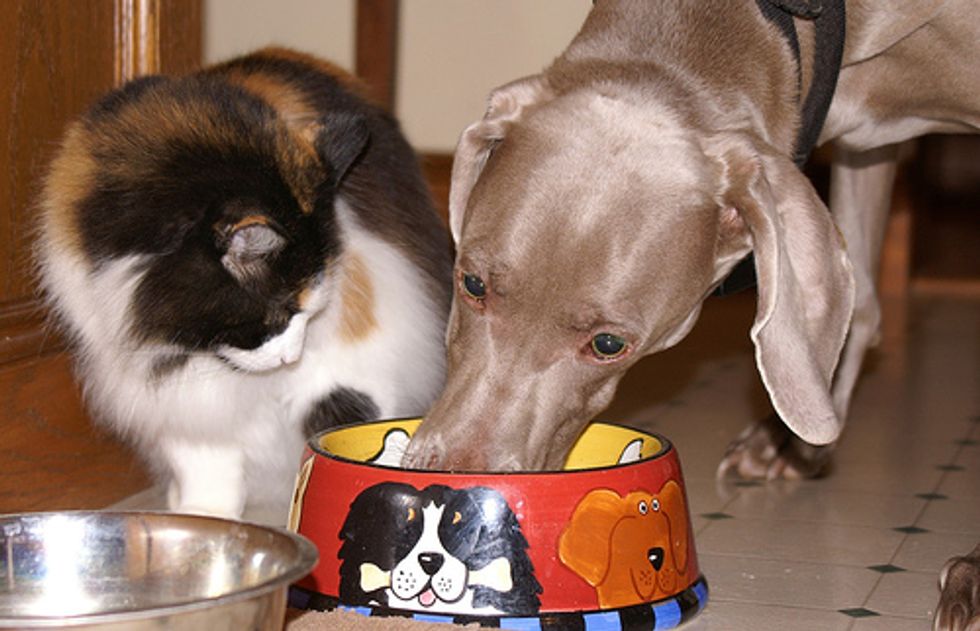 Should Cats Eat Dog Food? - Love Meow