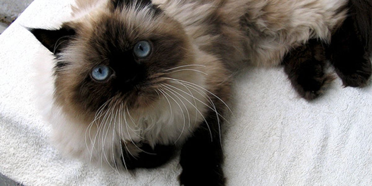 Funny Jumpy Himalayan Kitty - Love Meow