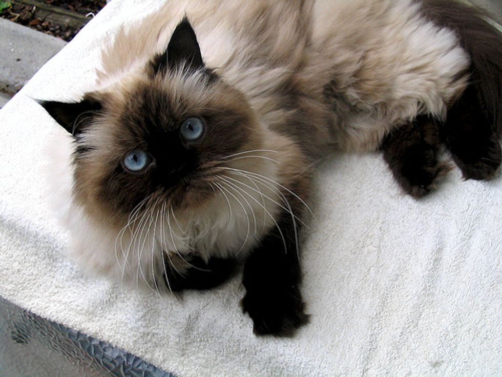 Funny Jumpy Himalayan Kitty - Love Meow
