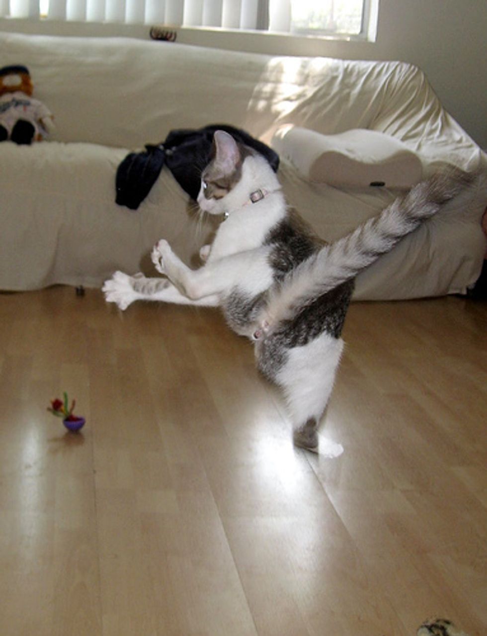 Funny Silly Kitties - Love Meow