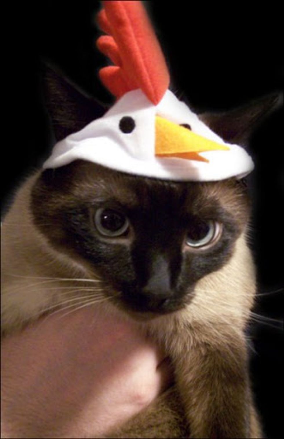 Funny Silly Kitties - Love Meow