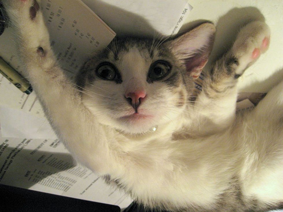 Funny Silly Kitties - Love Meow