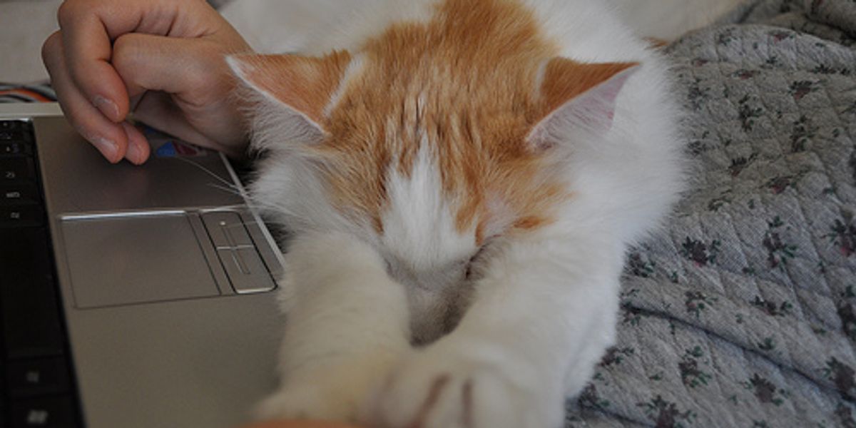 The Real Simon's Cat - Love Meow