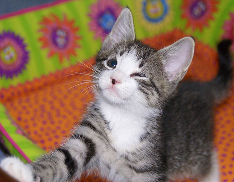 A Wink Means Love - Love Meow