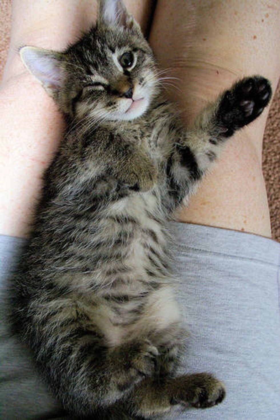 A Wink Means Love - Love Meow