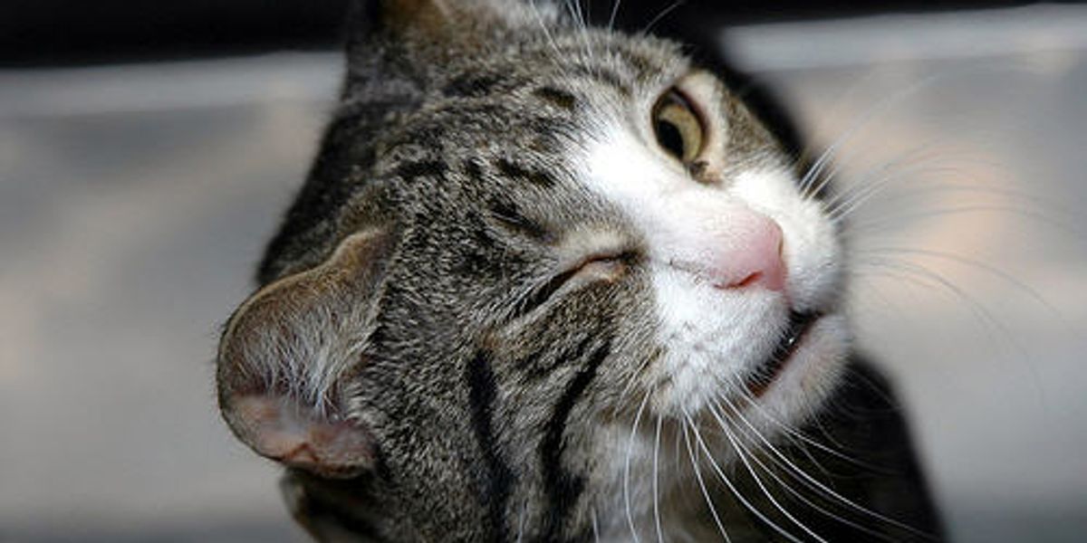 A Wink Means Love - Love Meow