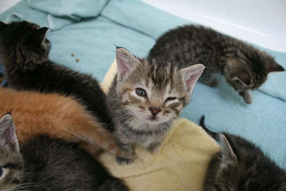 A Wink Means Love - Love Meow