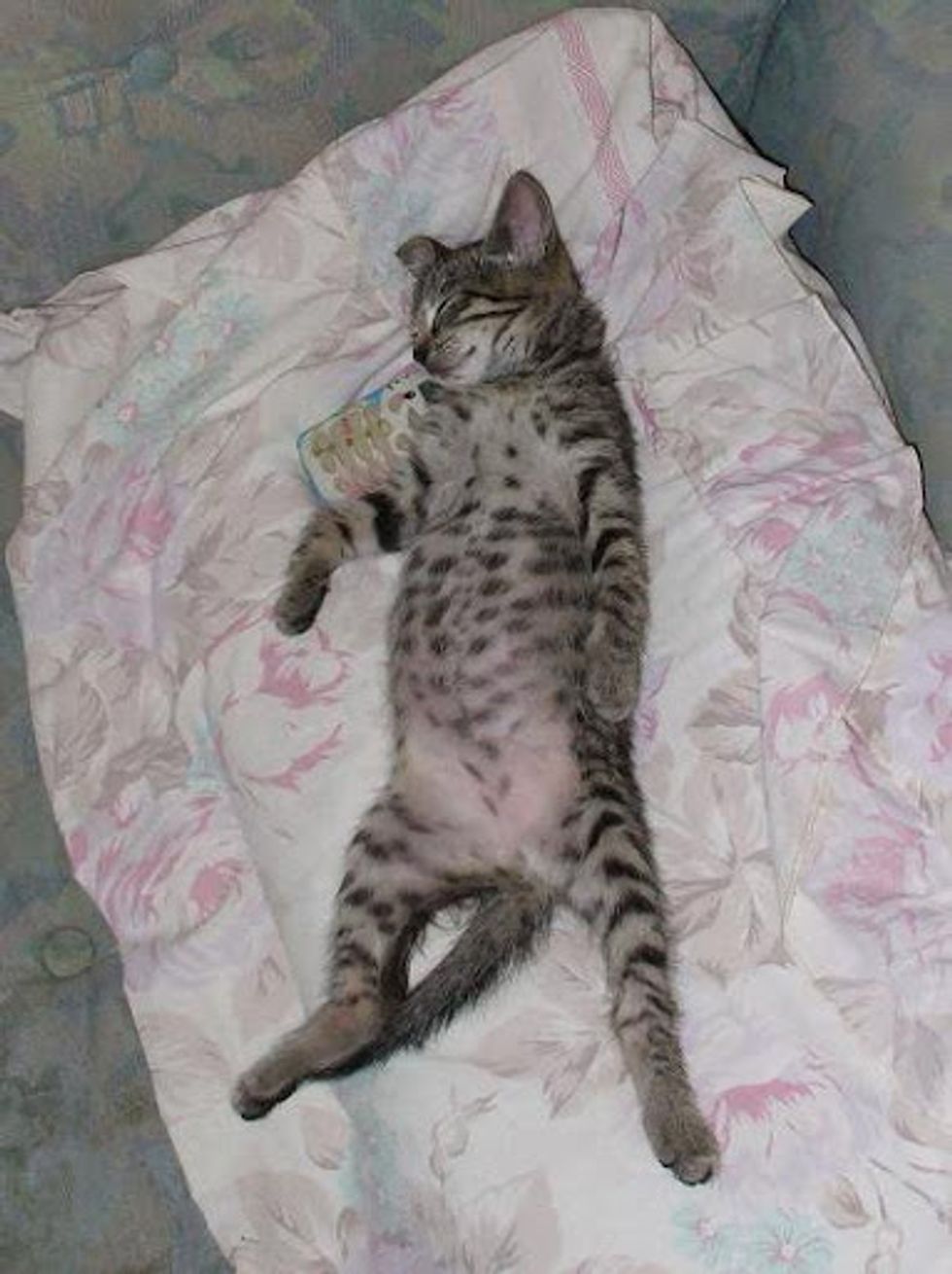 February Cat of the Month Results - Love Meow