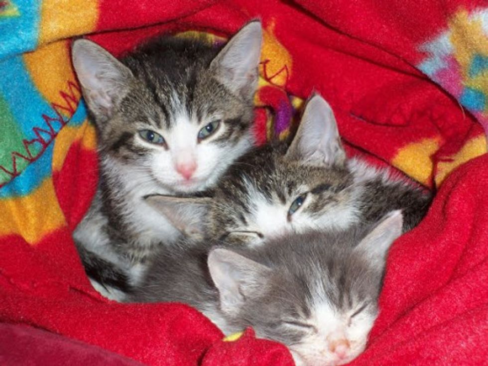 February Cat of the Month Results - Love Meow