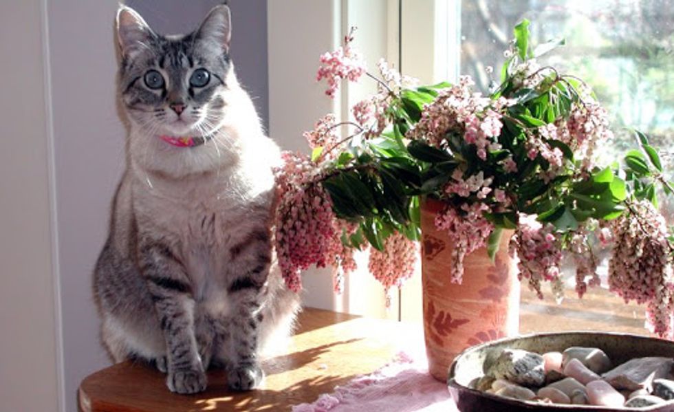 February Cat of the Month Results - Love Meow