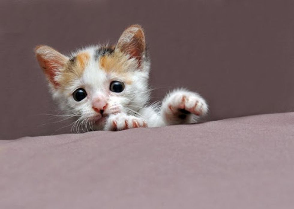 February Cat of the Month Results - Love Meow