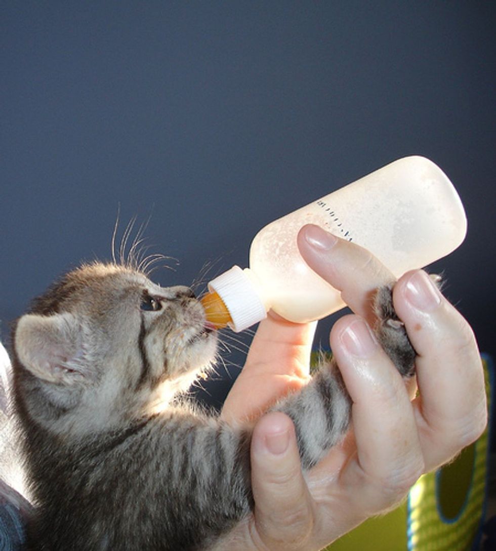 Princess Maddy the Kitty - Love Meow