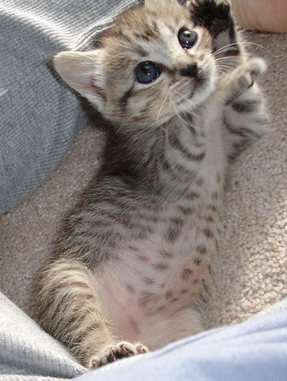 Princess Maddy the Kitty - Love Meow