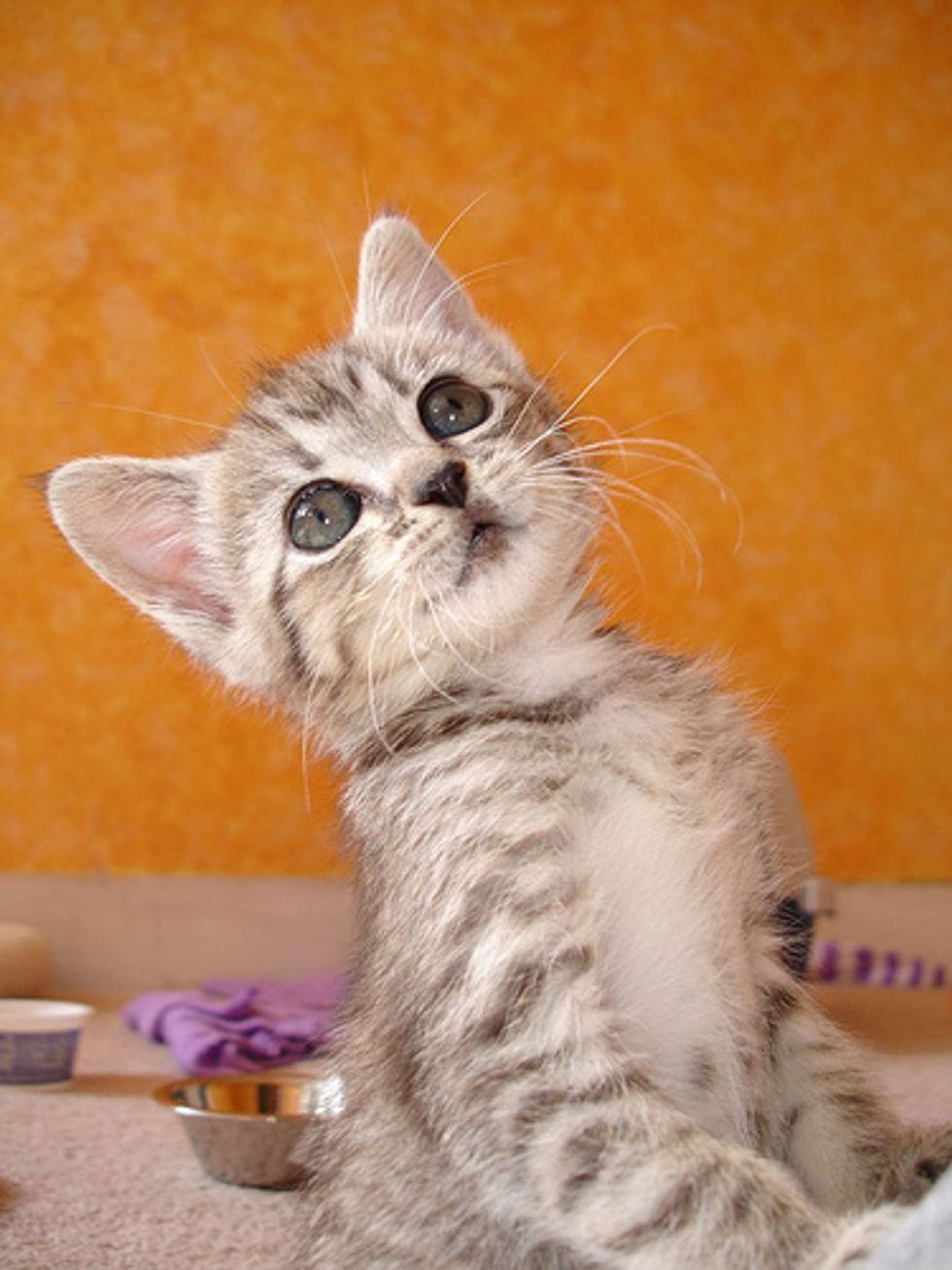 Princess Maddy the Kitty - Love Meow