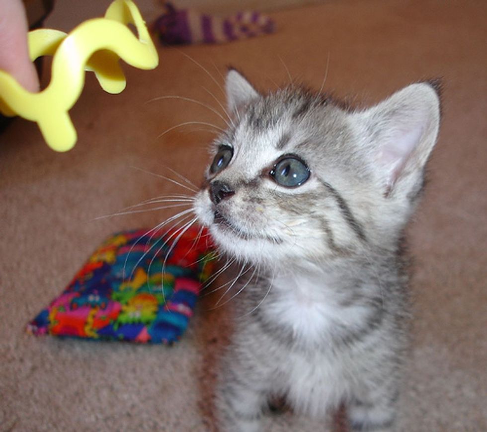 Princess Maddy the Kitty - Love Meow