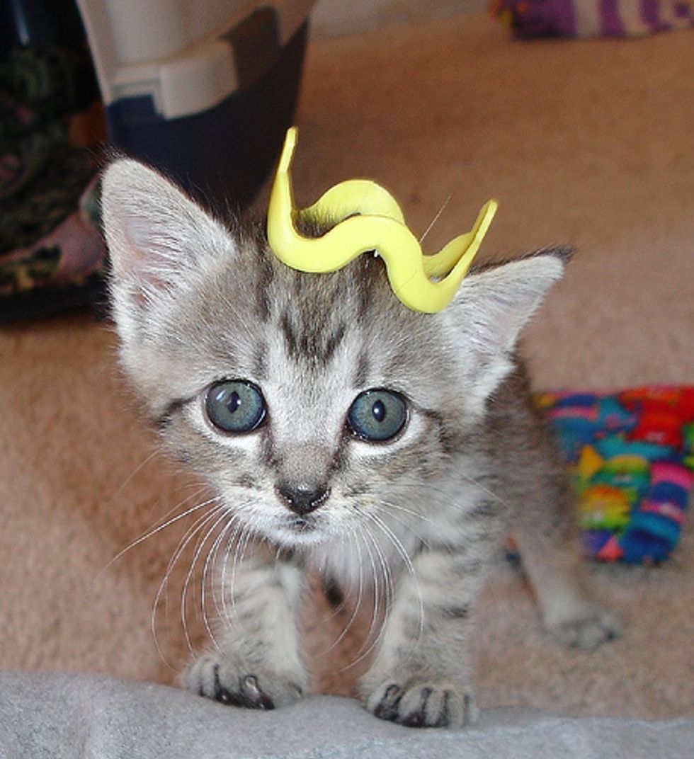 Princess Maddy the Kitty - Love Meow