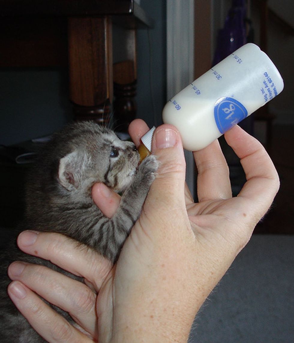 Princess Maddy the Kitty - Love Meow