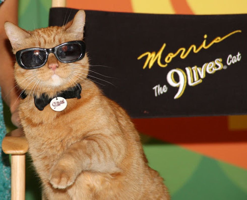 Morris the Cat First Feline Presidential Candidate - Love Meow