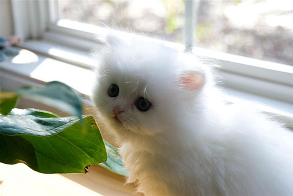 Diamond the Snow White Kitty - Love Meow