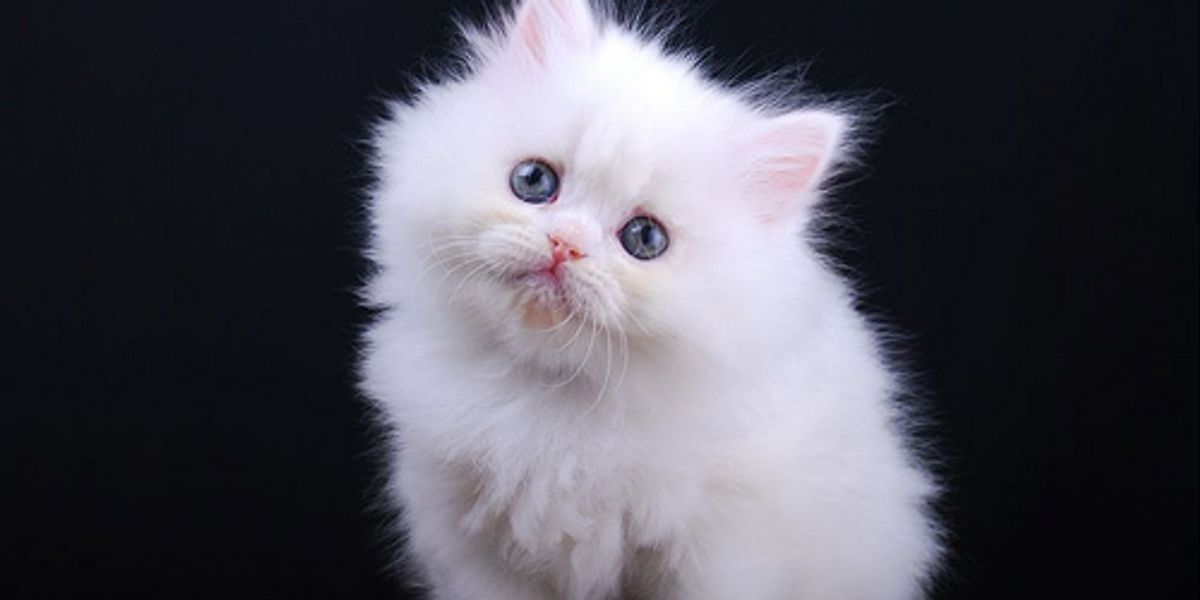 Diamond the Snow White Kitty - Love Meow