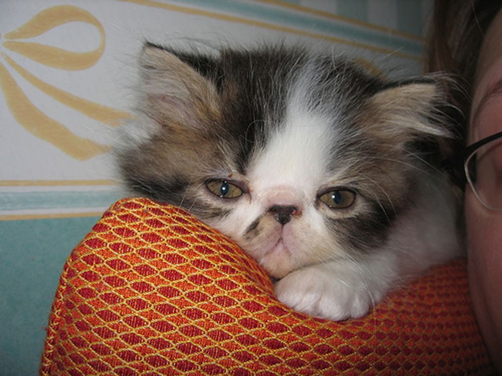 Four Lovely Ds - Love Meow