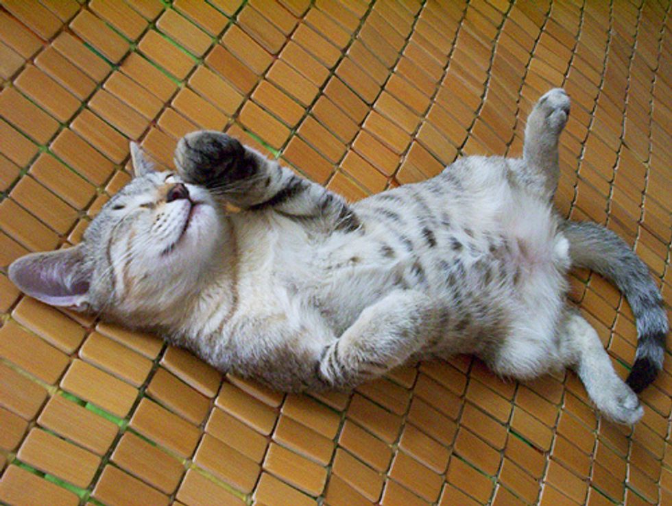 Duoduo the Cat that Always Smiled Even Asleep - Love Meow