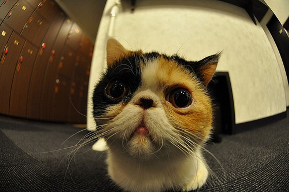 See Cats Through the Eyes of Fish - Love Meow