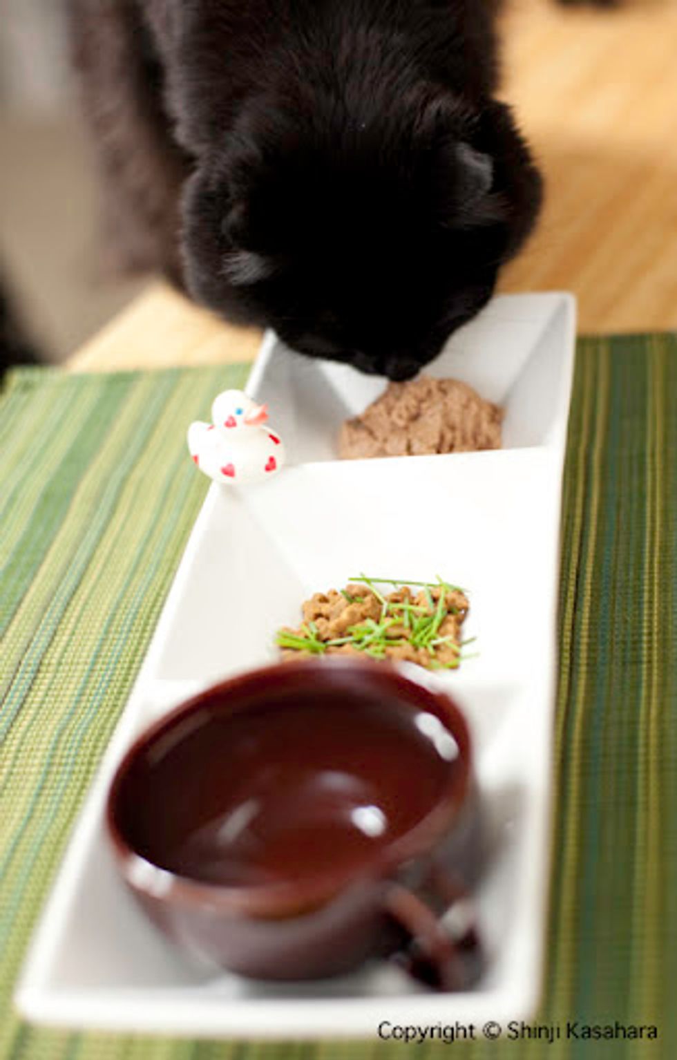 Theo, a Cat with an Uncanny Talent - Love Meow