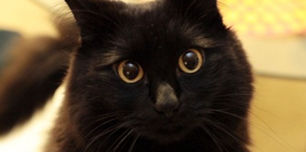 Theo, a Cat with an Uncanny Talent - Love Meow