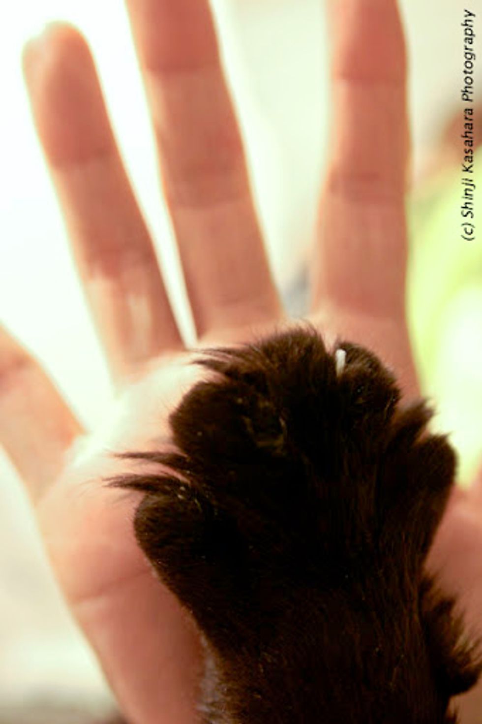 Theo, a Cat with an Uncanny Talent - Love Meow