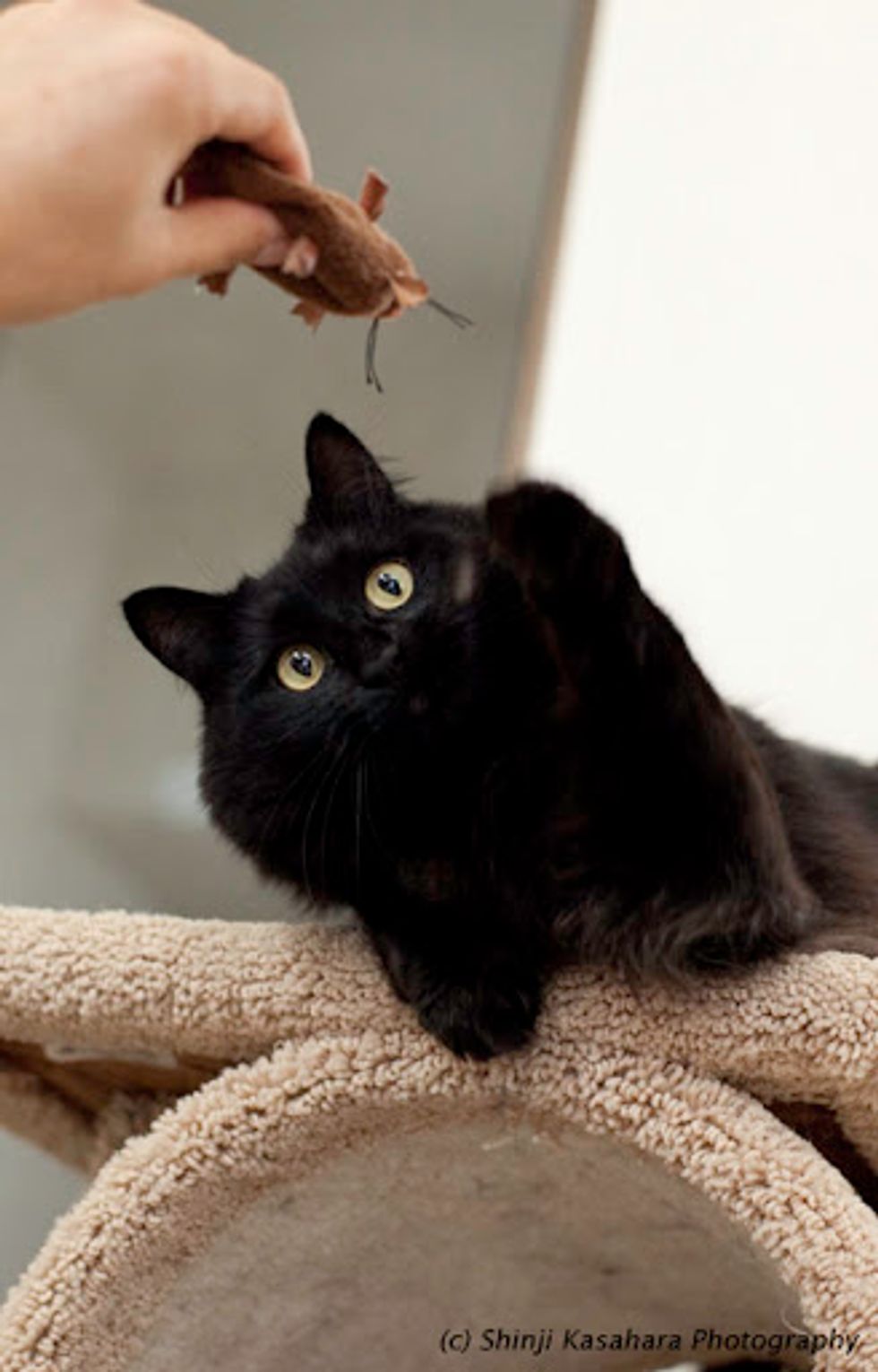 Theo, a Cat with an Uncanny Talent - Love Meow