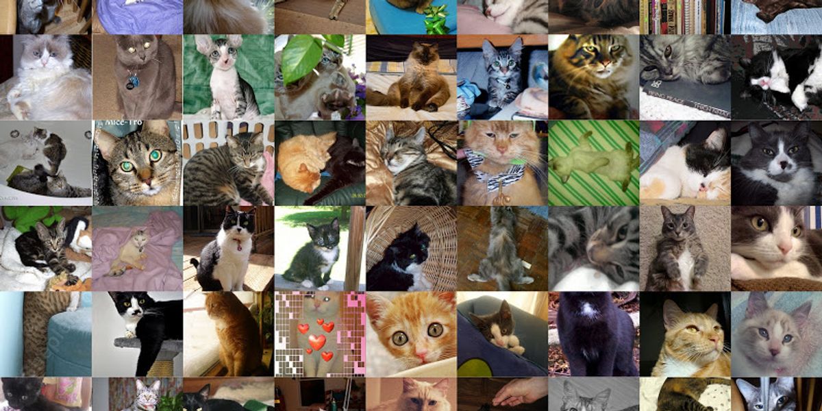 March Cat of the Month Final Round - Love Meow