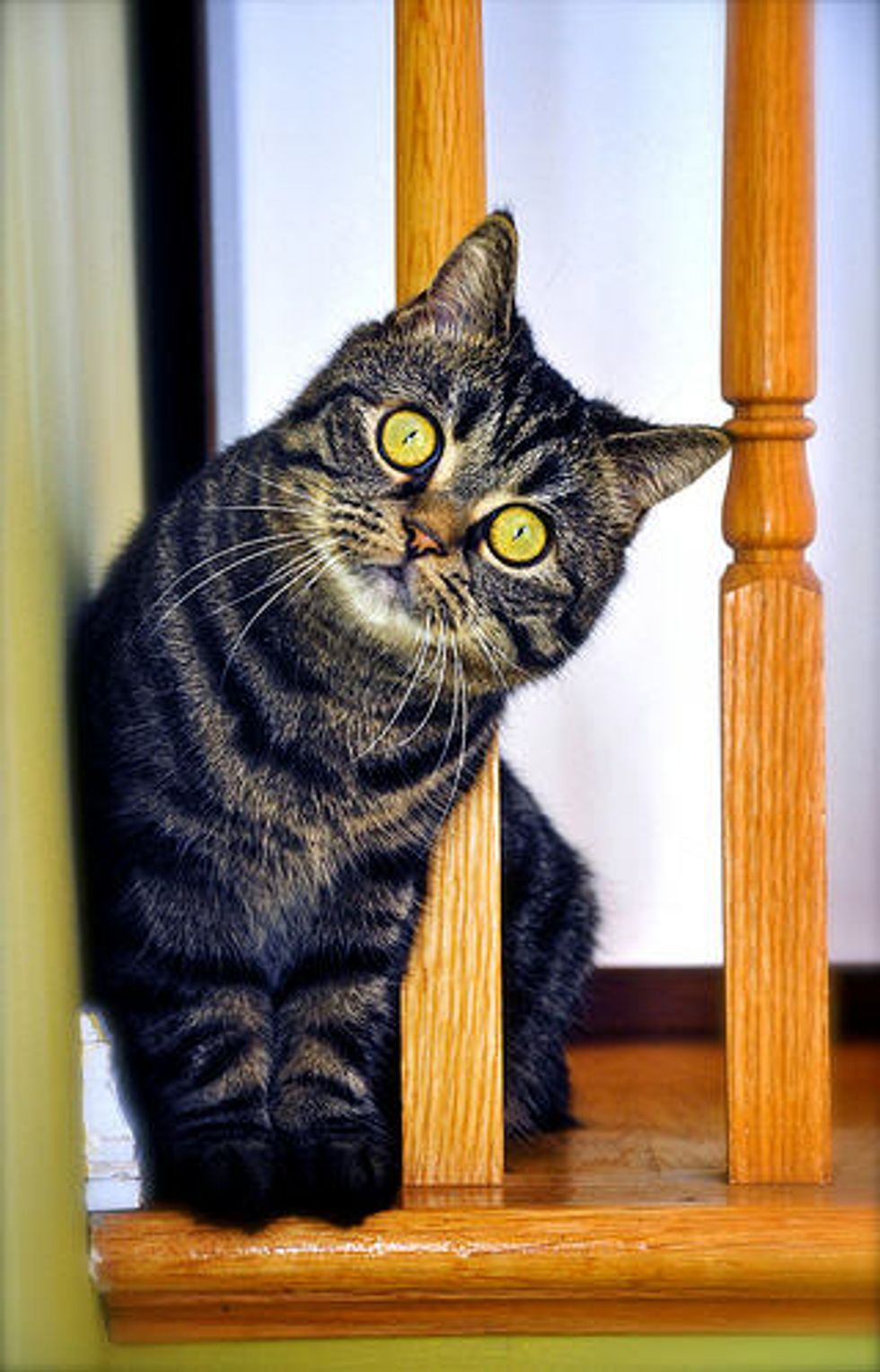 Story and Photos of Ksenya the Cat - Love Meow