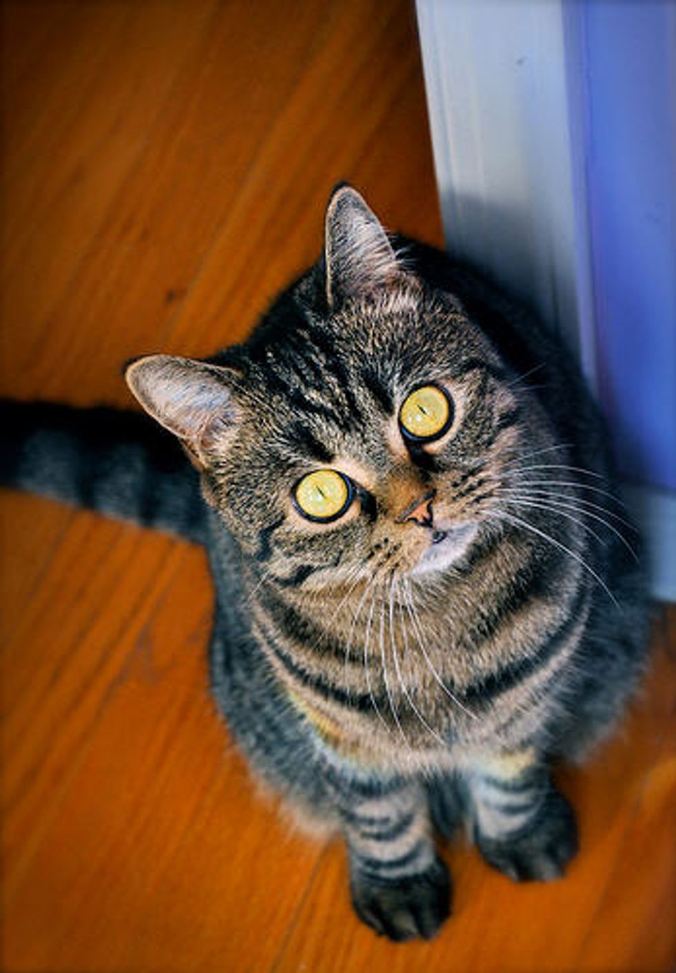 Story and Photos of Ksenya the Cat - Love Meow