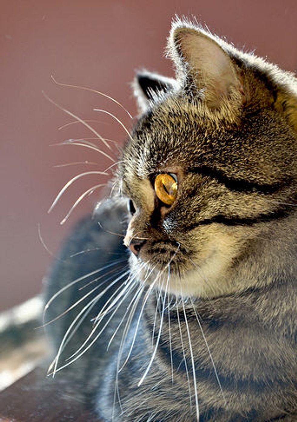 Story and Photos of Ksenya the Cat - Love Meow