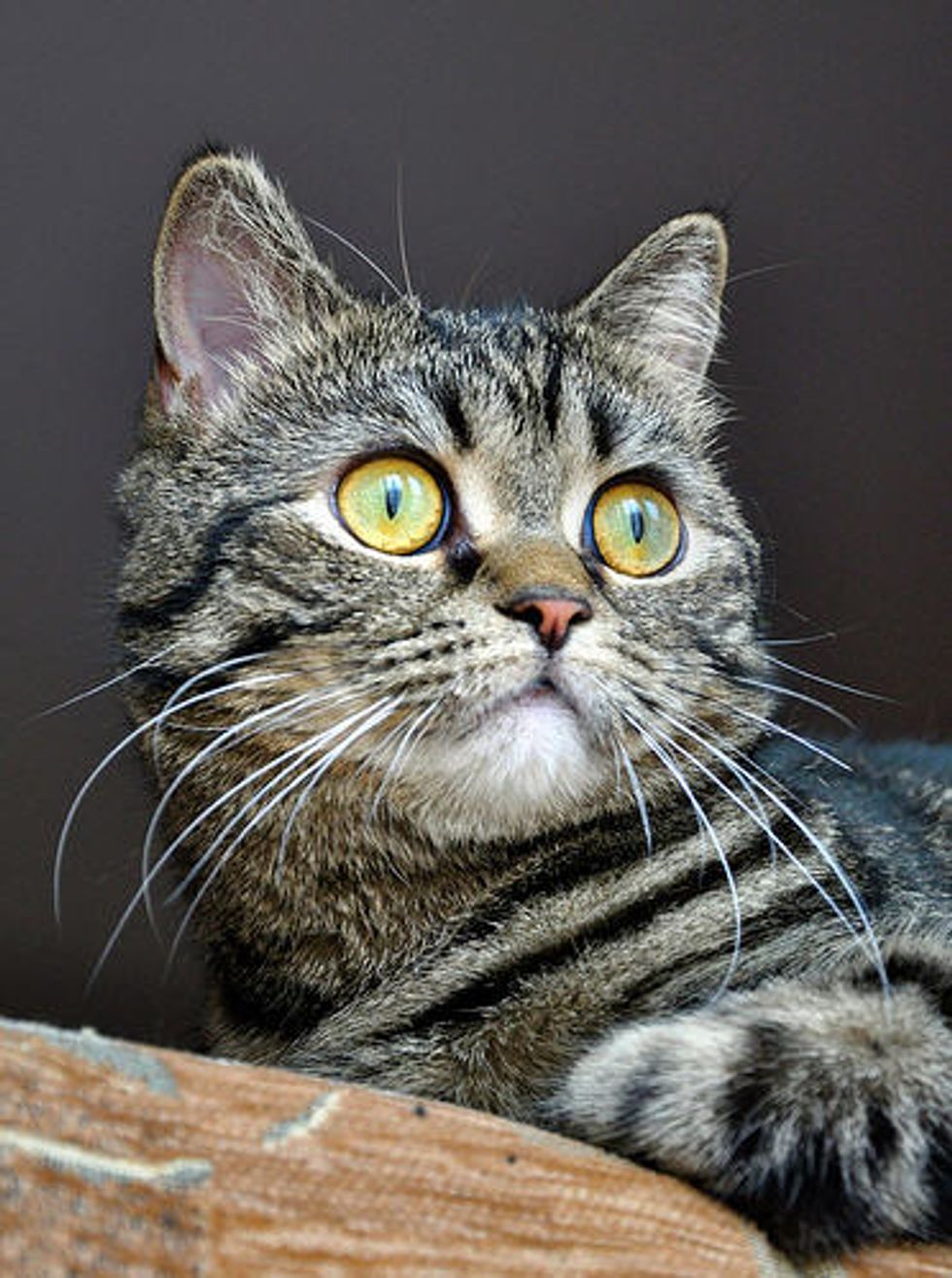 Story and Photos of Ksenya the Cat - Love Meow