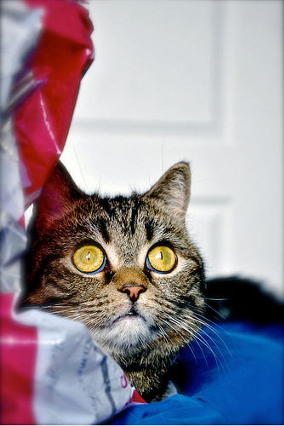 Story and Photos of Ksenya the Cat - Love Meow