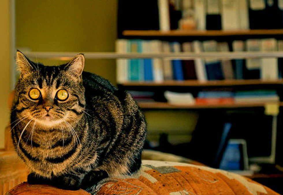 Story and Photos of Ksenya the Cat - Love Meow