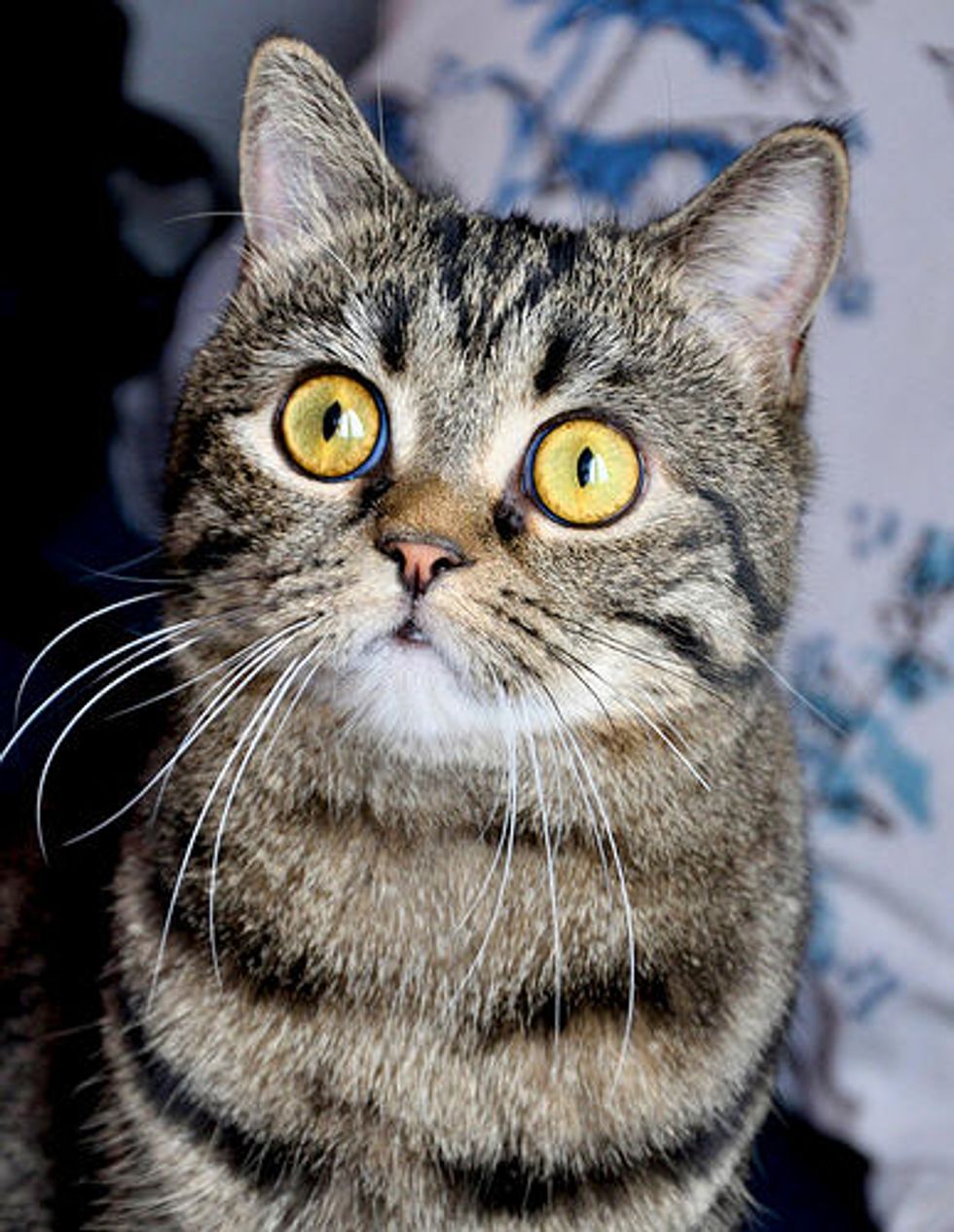 Story and Photos of Ksenya the Cat - Love Meow