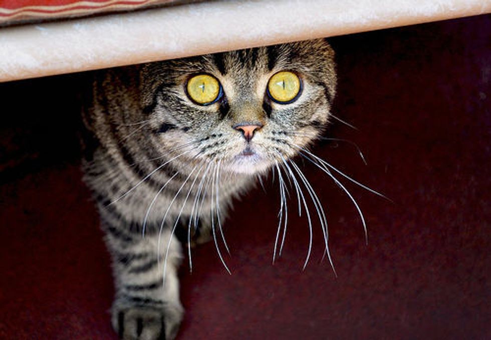 Story and Photos of Ksenya the Cat - Love Meow