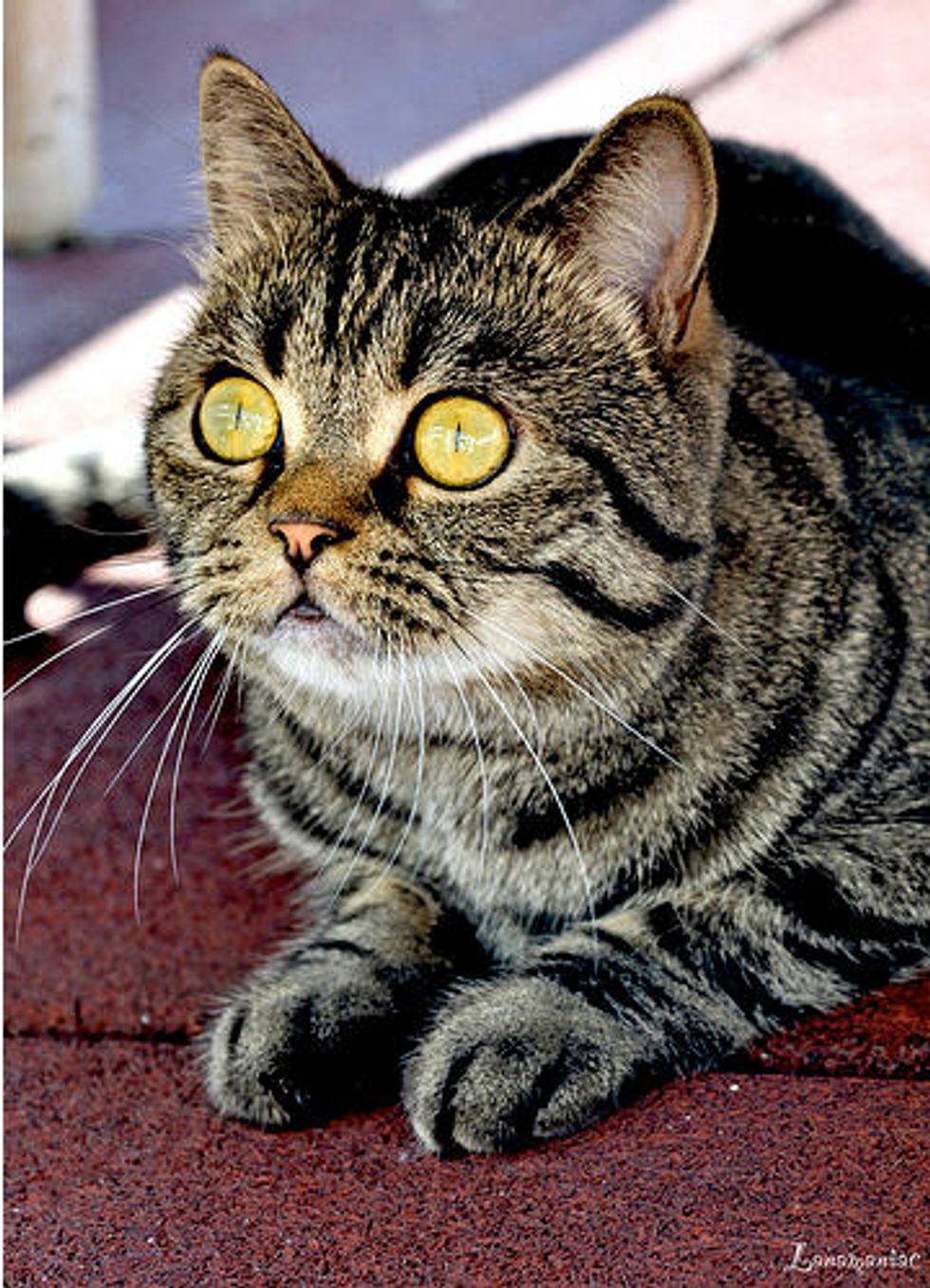 Story and Photos of Ksenya the Cat - Love Meow