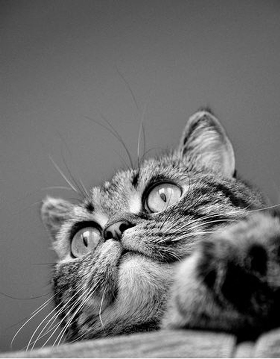 Story and Photos of Ksenya the Cat - Love Meow