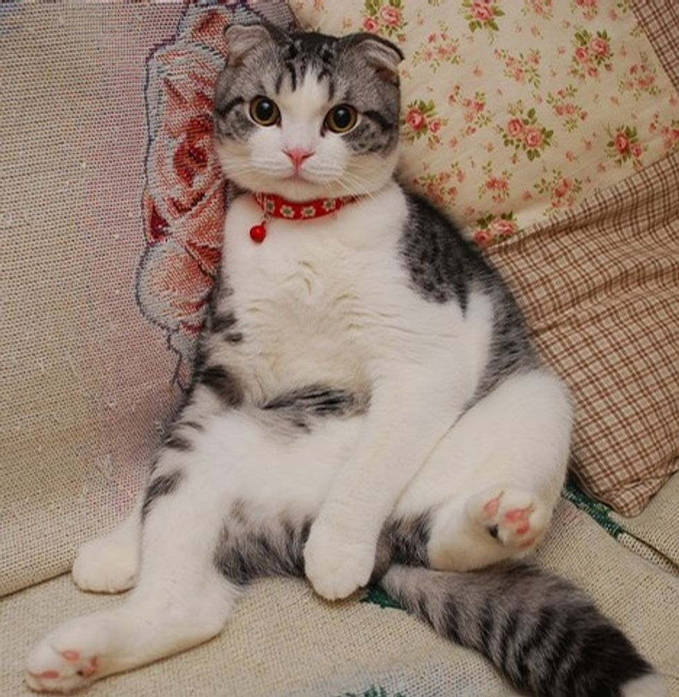 Cute Cats Sit Upright Like Humans - Love Meow
