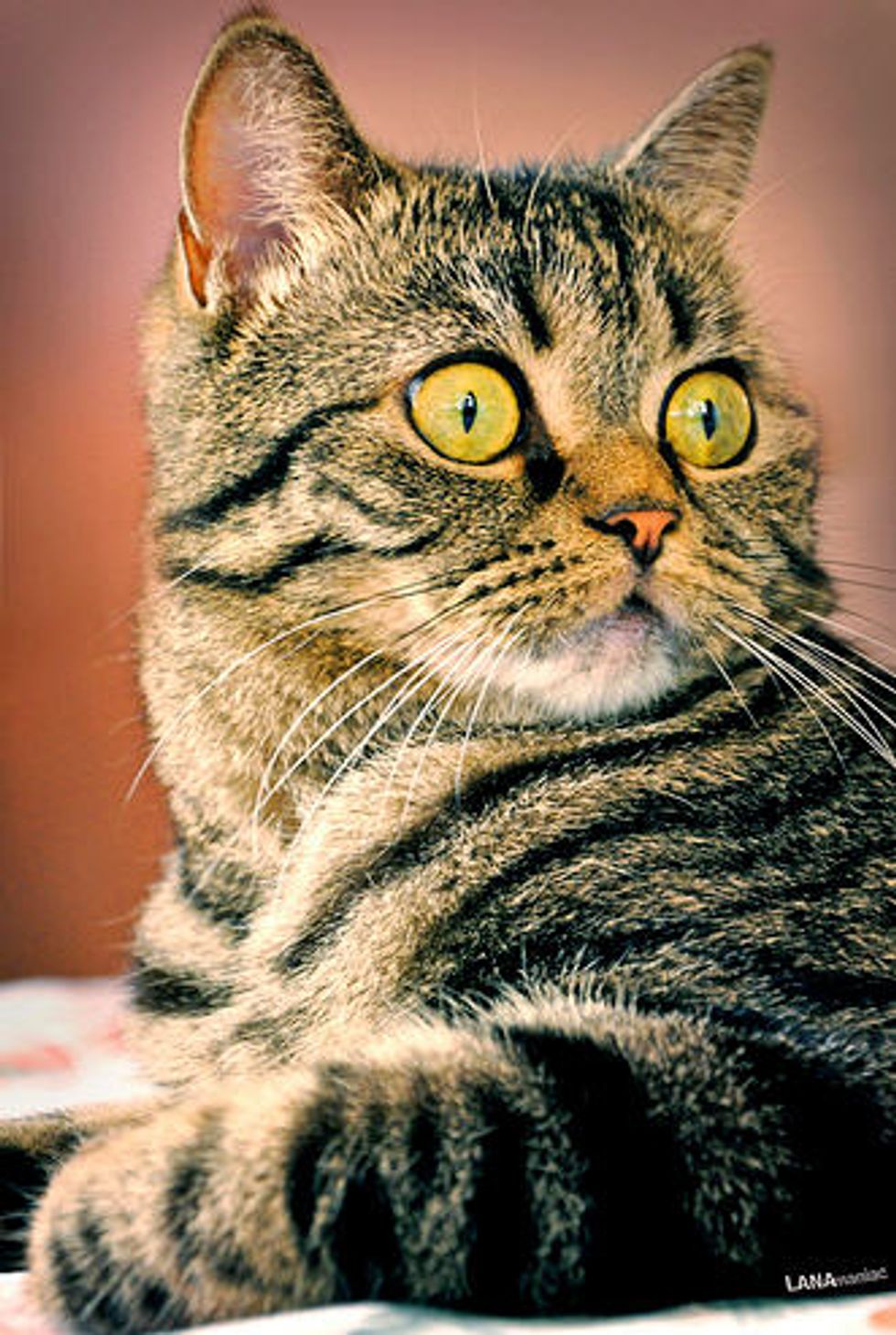 Story and Photos of Ksenya the Cat - Love Meow