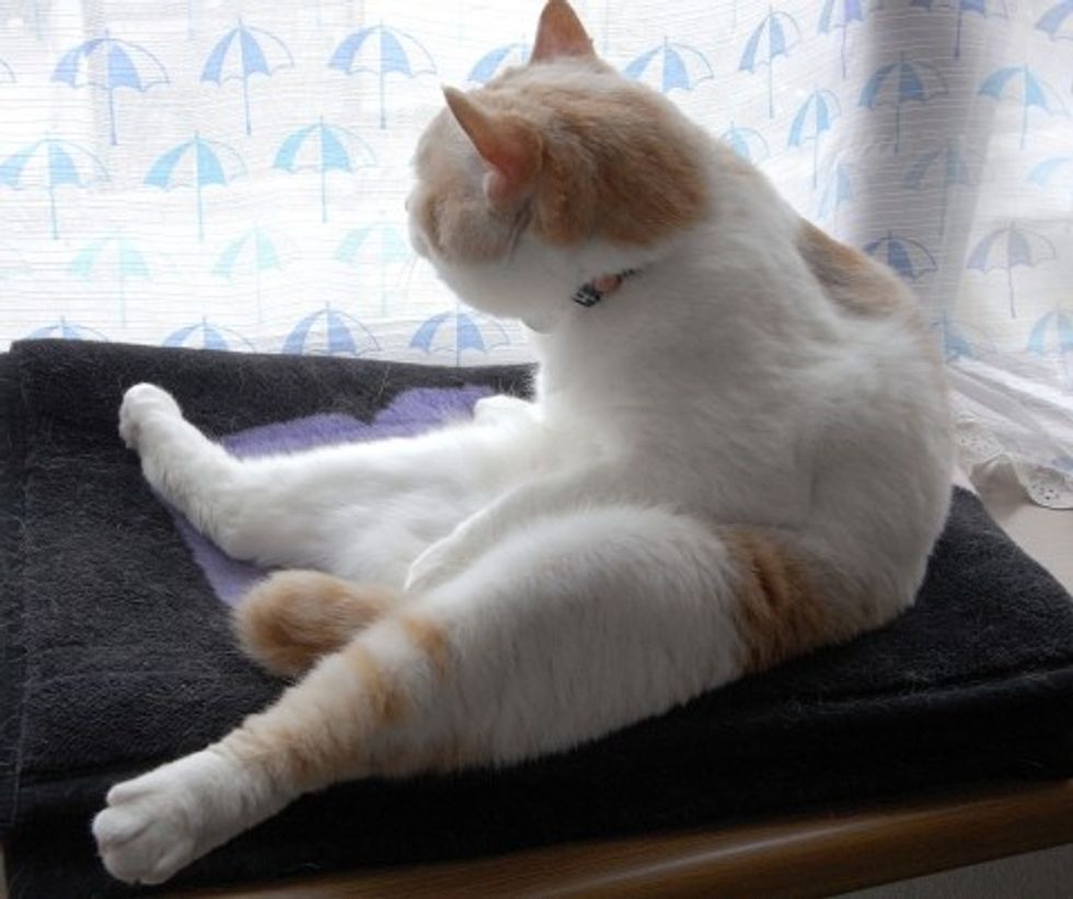 Cute Cats Sit Upright Like Humans - Love Meow