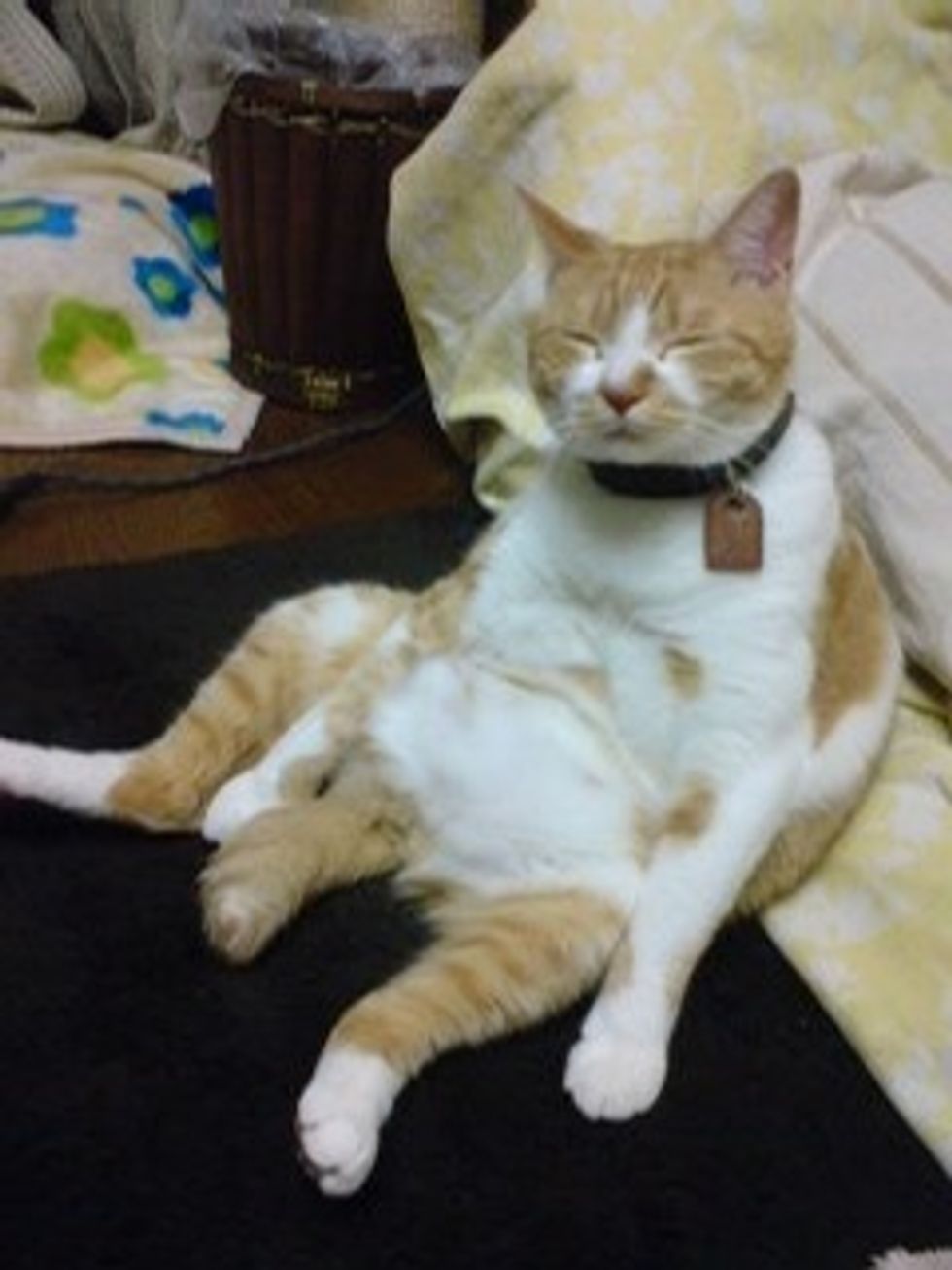 Cute Cats Sit Upright Like Humans - Love Meow