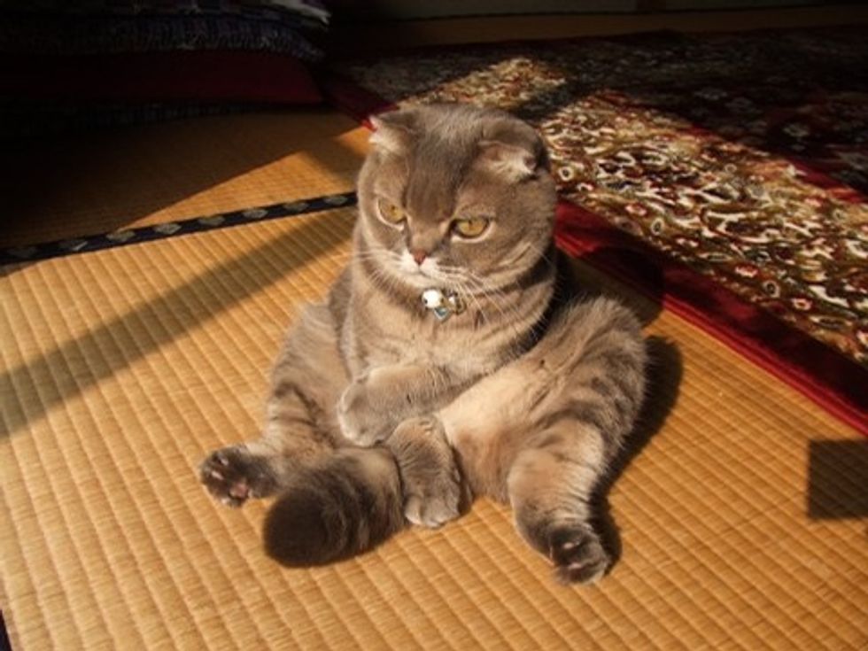 Cute Cats Sit Upright Like Humans - Love Meow