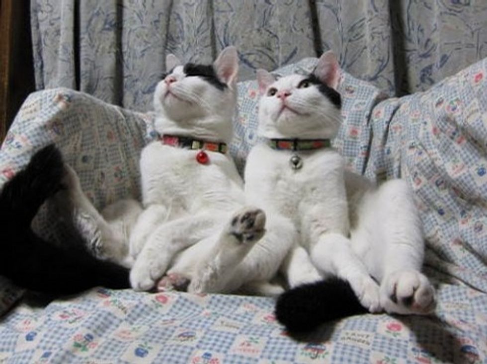 Cute Cats Sit Upright Like Humans - Love Meow